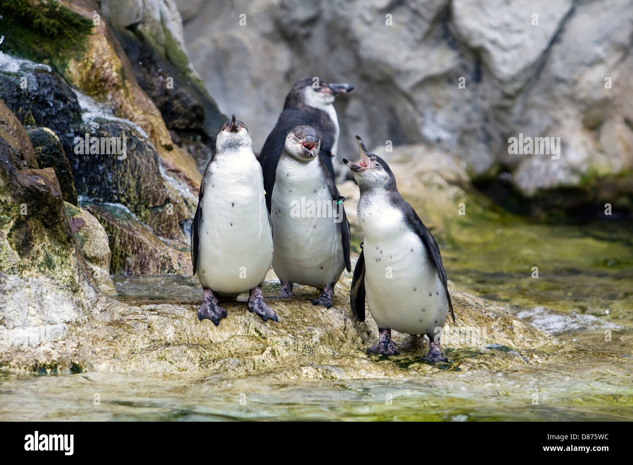 Penguin in the zoo Stock Photo - Alamy
