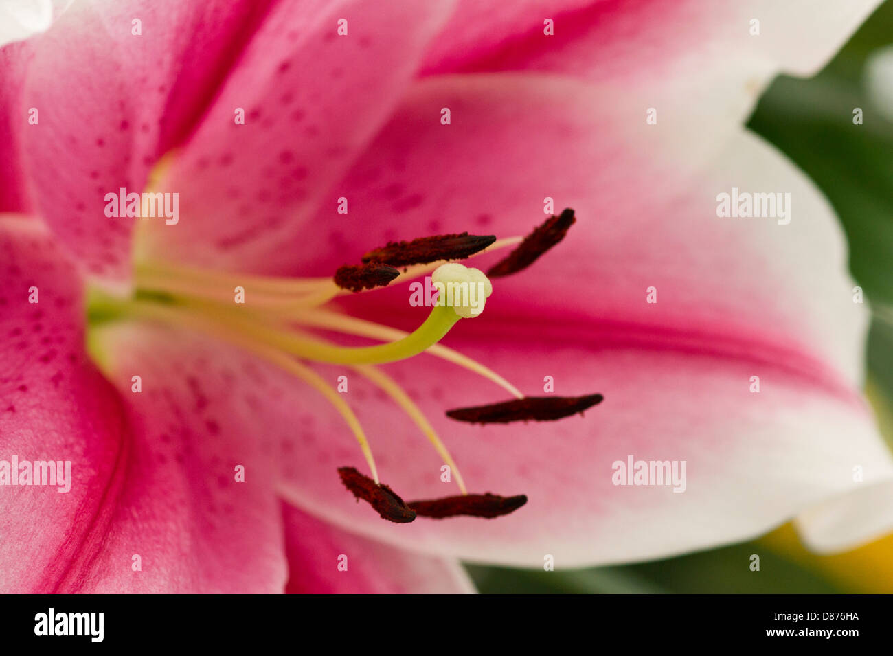 Pink Lily heart Stock Photo - Alamy