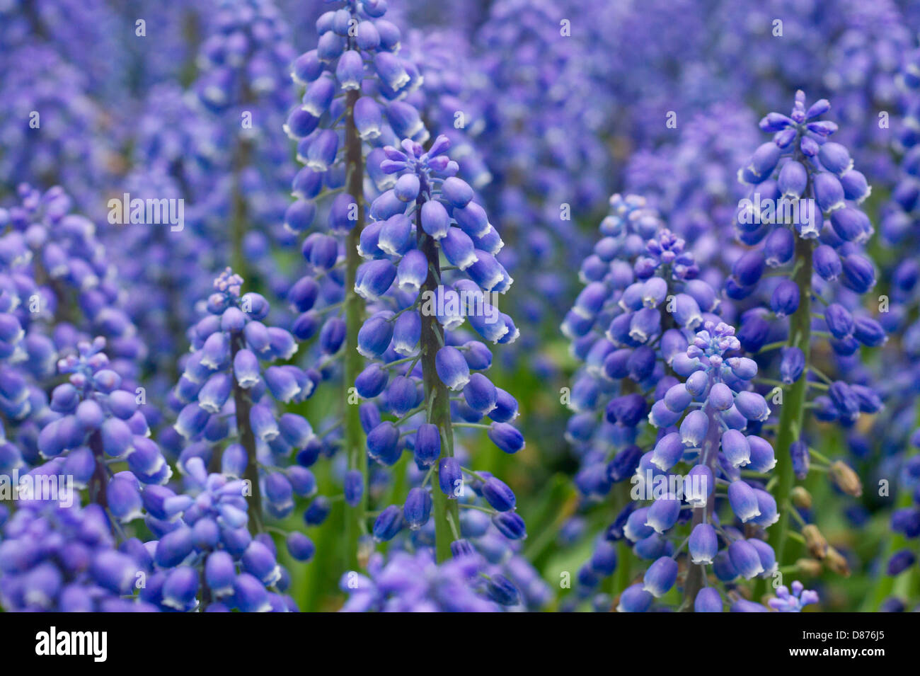 Field filled with Muscari botryoides Stock Photo - Alamy