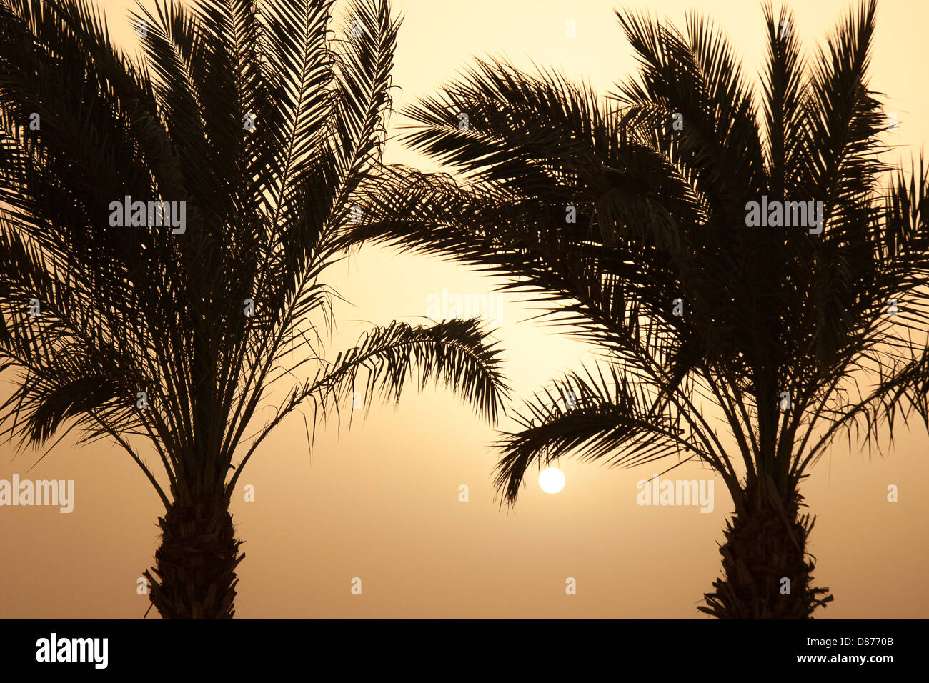 Sunset Palms near the sea coast Stock Photo - Alamy