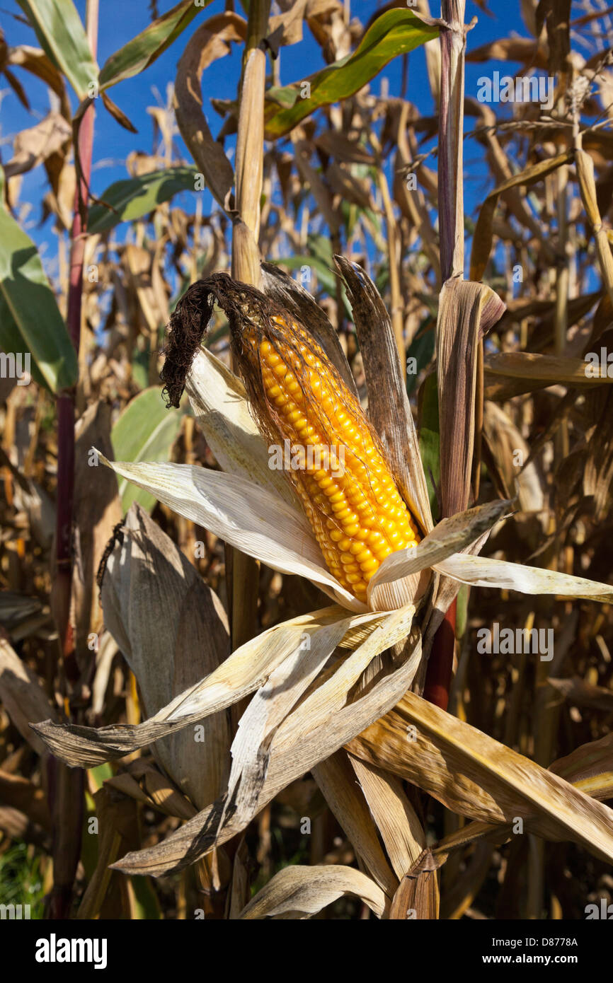 Germany, Corn cob in field at Munsterland Stock Photo - Alamy