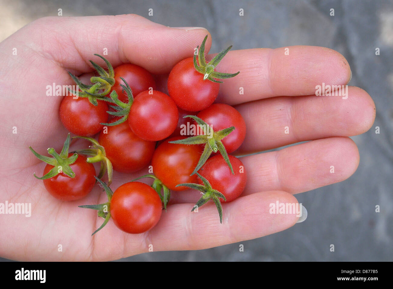 Germany, Human hand gardening tomatoes Stock Photo - Alamy