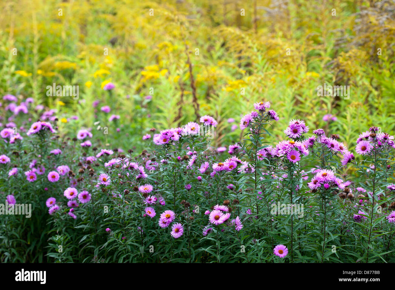 Germany, Bavaria, Wuerzburg, Wild flowers in garden Stock Photo - Alamy