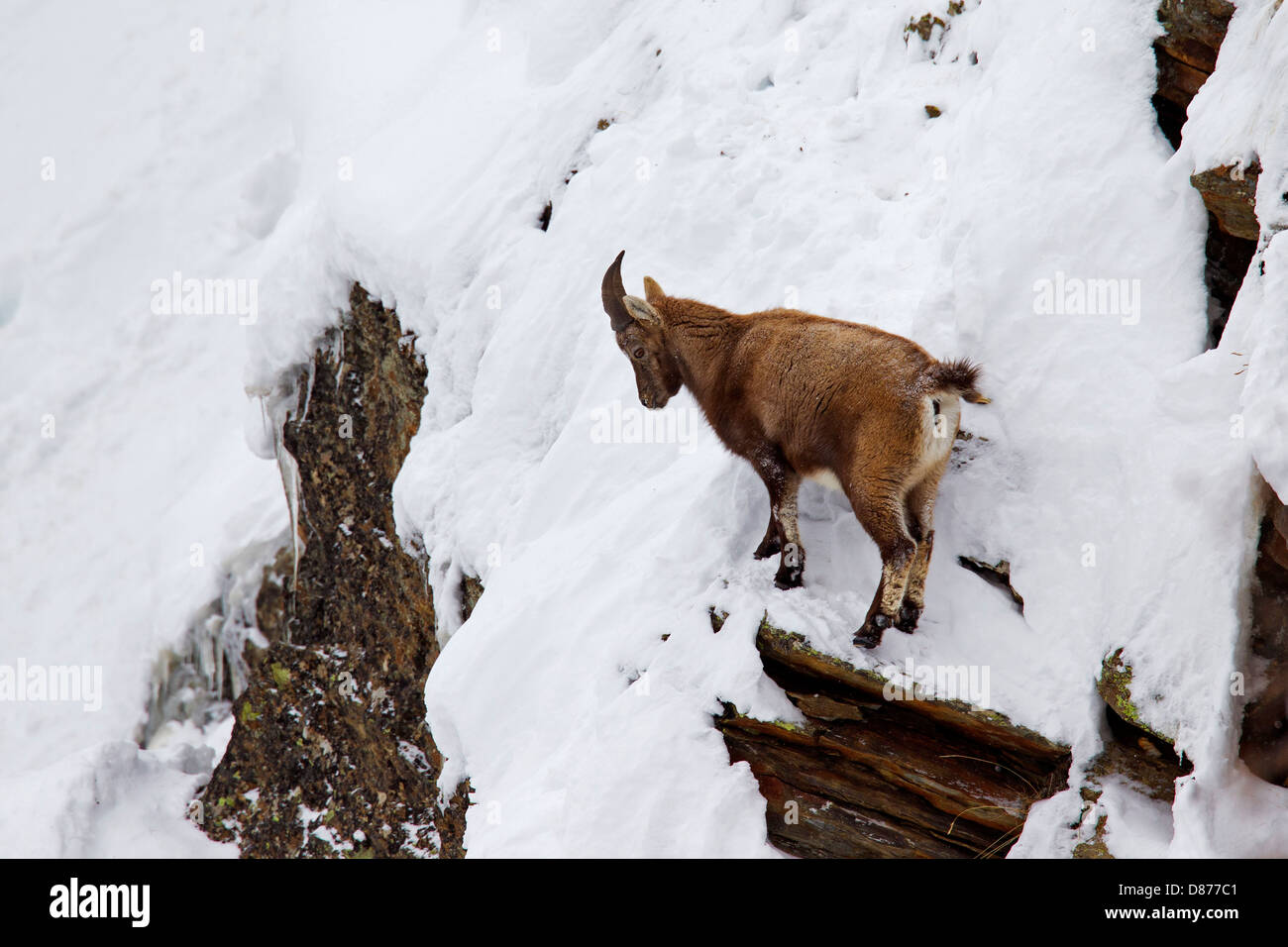 Alpine ibex (Capra ibex) female looking for food in rock face on ...