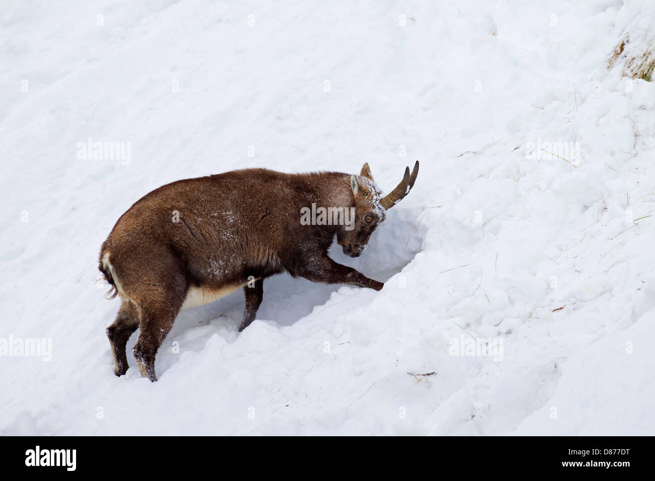 Searching food in the snow hi-res stock photography and images - Alamy