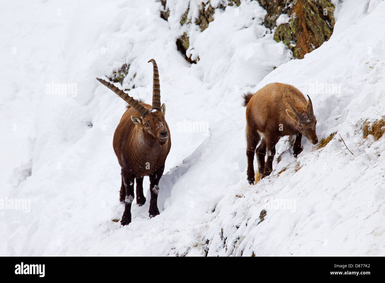 Alpine ibex (Capra ibex) male following female in heat on mountain ...