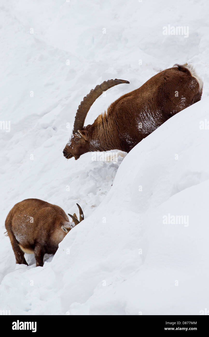 Alpine ibex (Capra ibex) male following female in heat on mountain ...