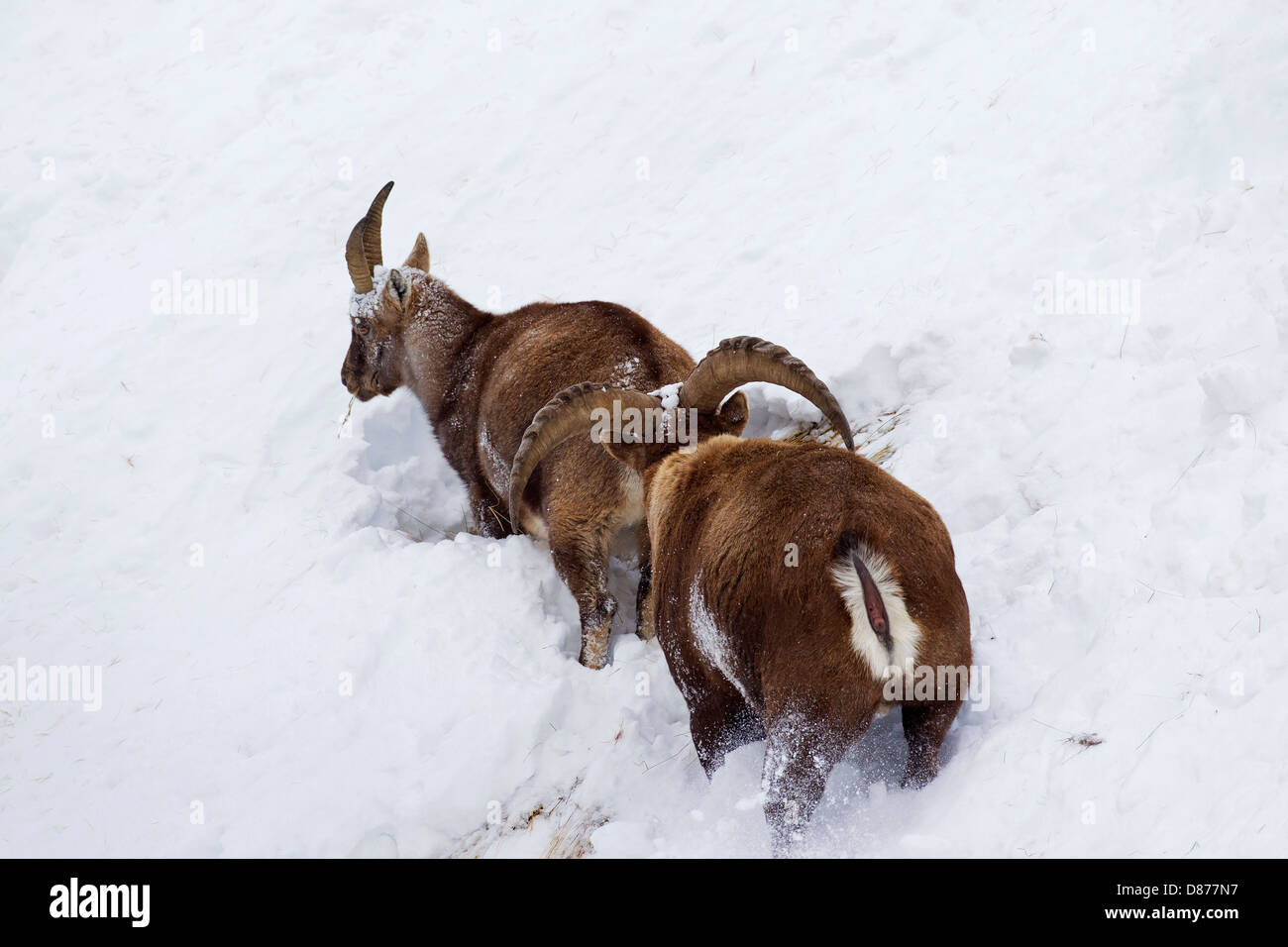 Alpine ibex (Capra ibex) male following female in heat on mountain ...