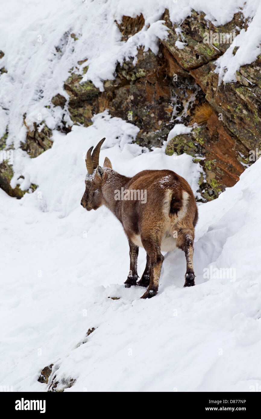 Alpine ibex face hi-res stock photography and images - Alamy