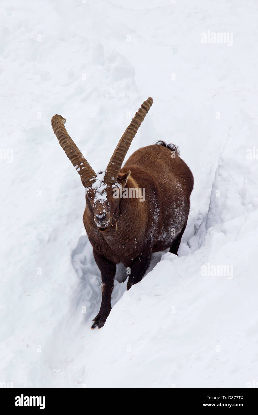 Alpine ibex (Capra ibex) male with large horns slogging through deep ...