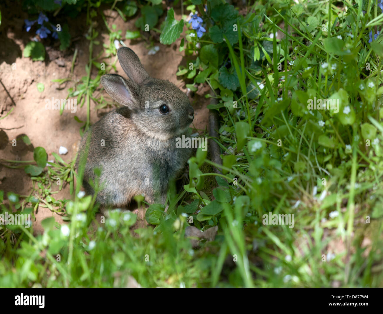 A young rabbit Stock Photo - Alamy