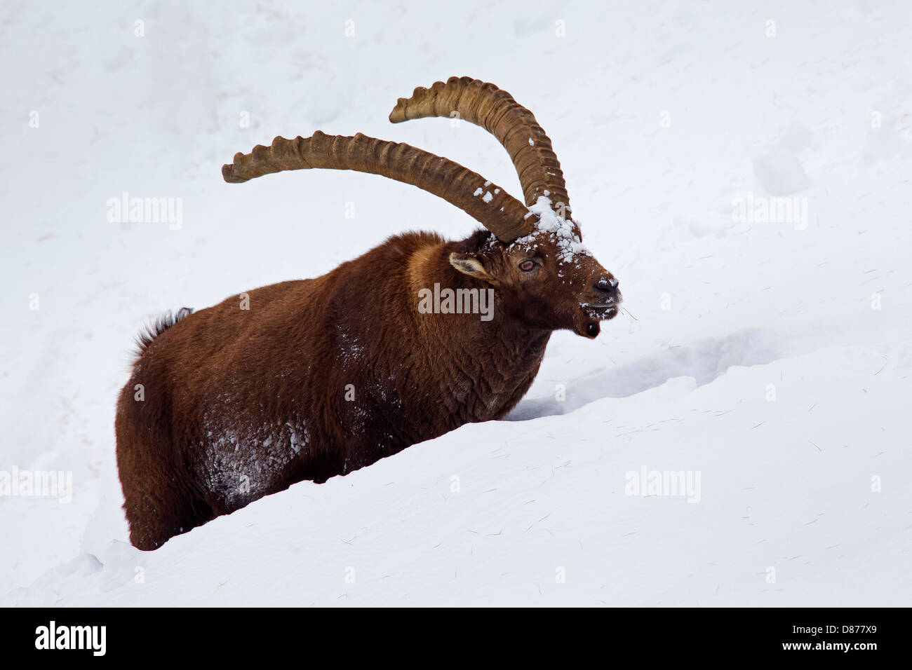 Powder horns hi-res stock photography and images - Alamy