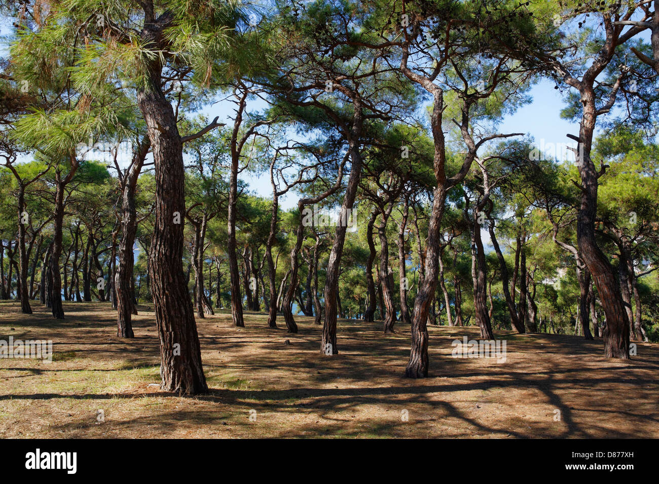 Turkey, Istanbul, View of pine forest at Buyukada Stock Photo - Alamy