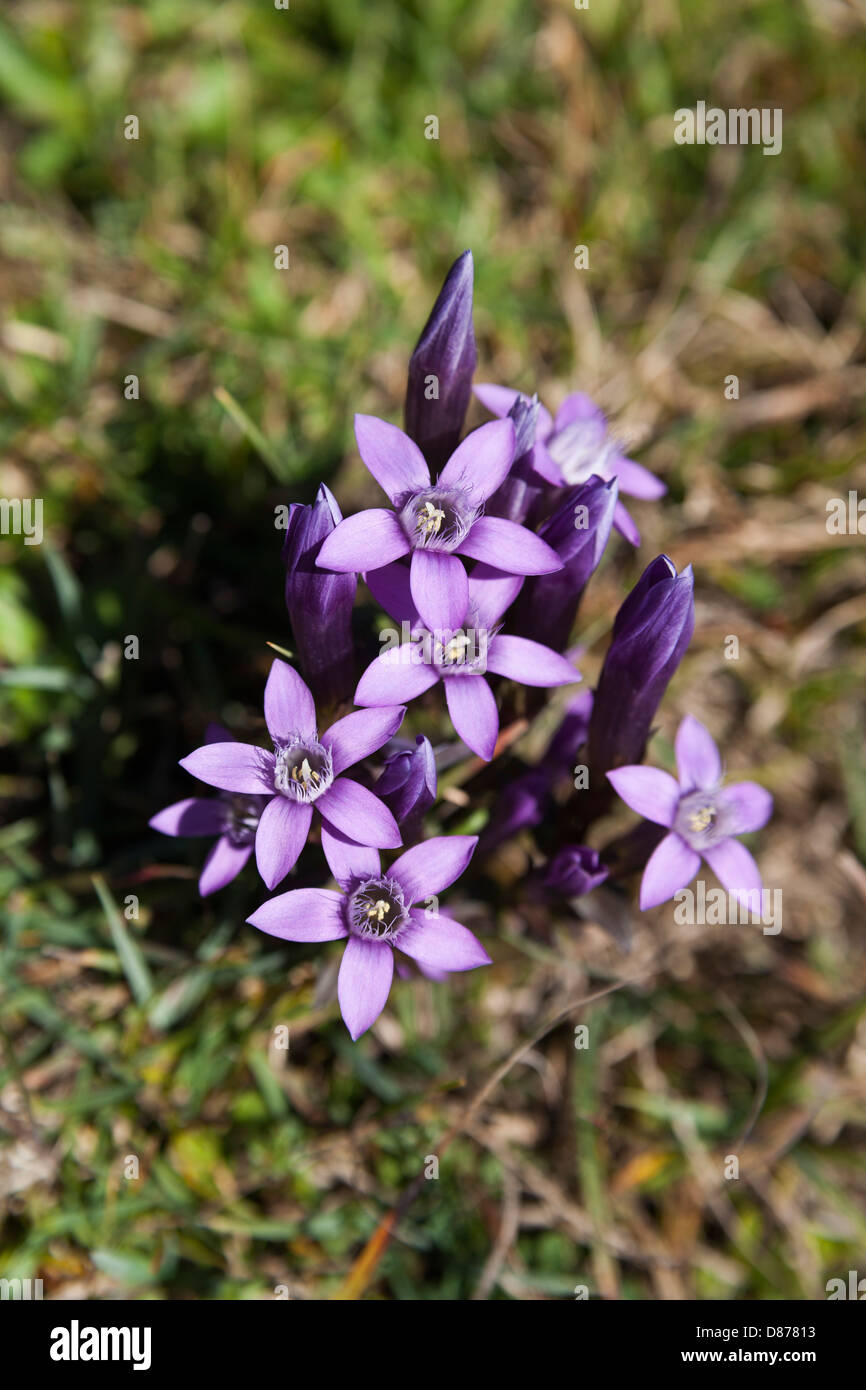 Field Gentian Gentianella Campestris High Resolution Stock Photography ...