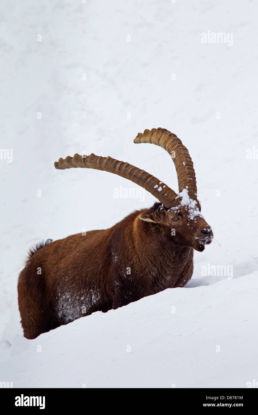 Himalayan Ibex Jumping