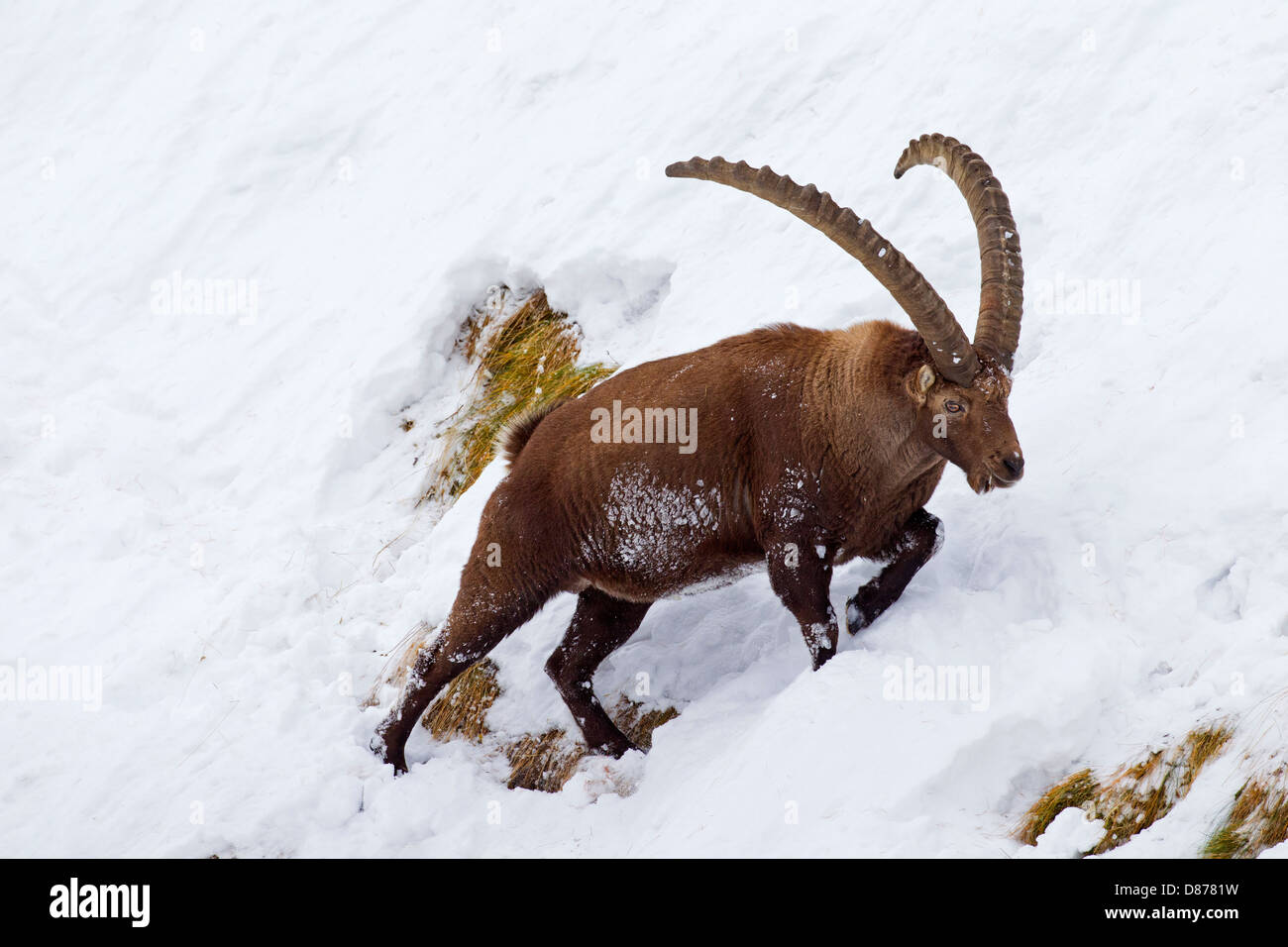 Alpine ibex (Capra ibex) buck with large horns looking for food on ...