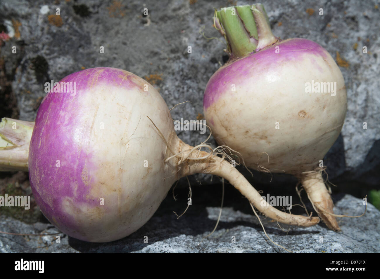 Germany, Bavaria, Freshly harvested turnip Stock Photo - Alamy
