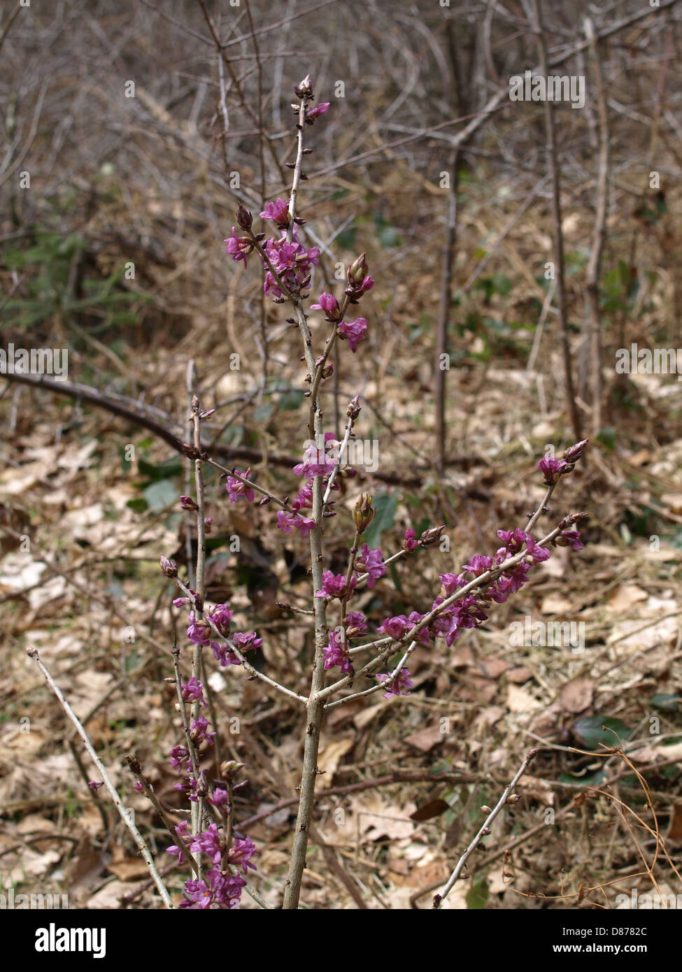 Daphne tree hi-res stock photography and images - Alamy