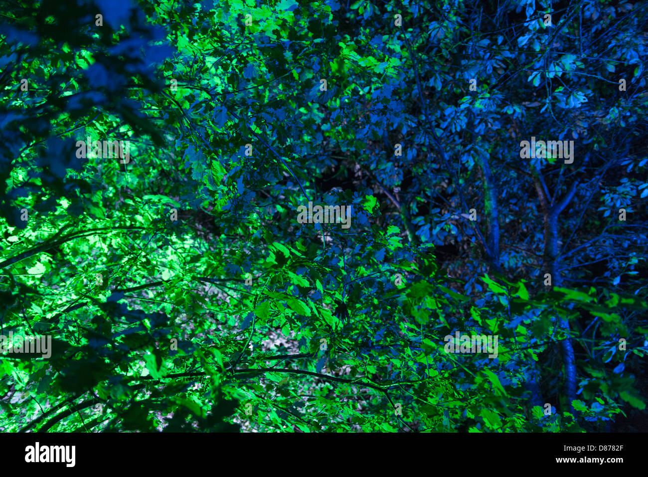 Germany, Bavaria, Illuminated trees at summer rave party Stock Photo ...