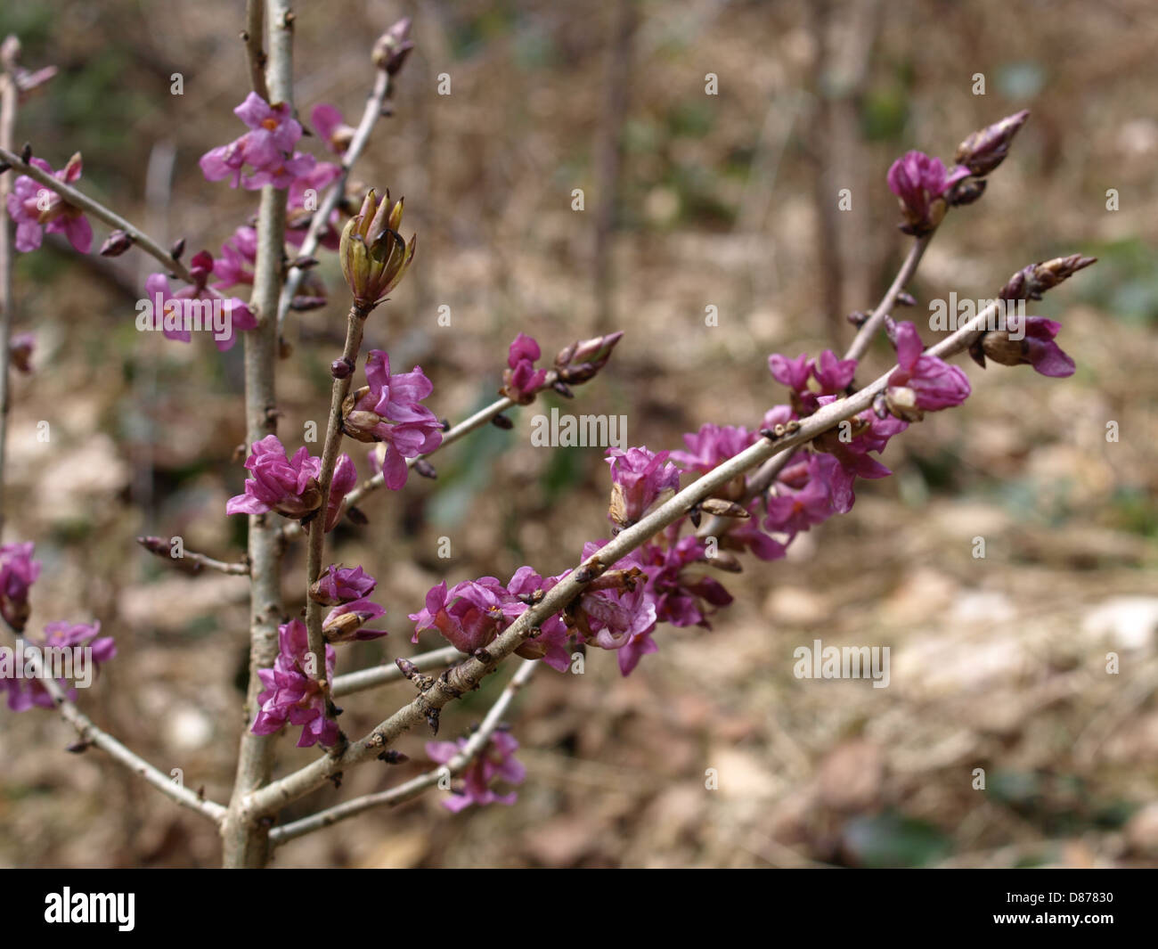 Daphne tree hi-res stock photography and images - Alamy