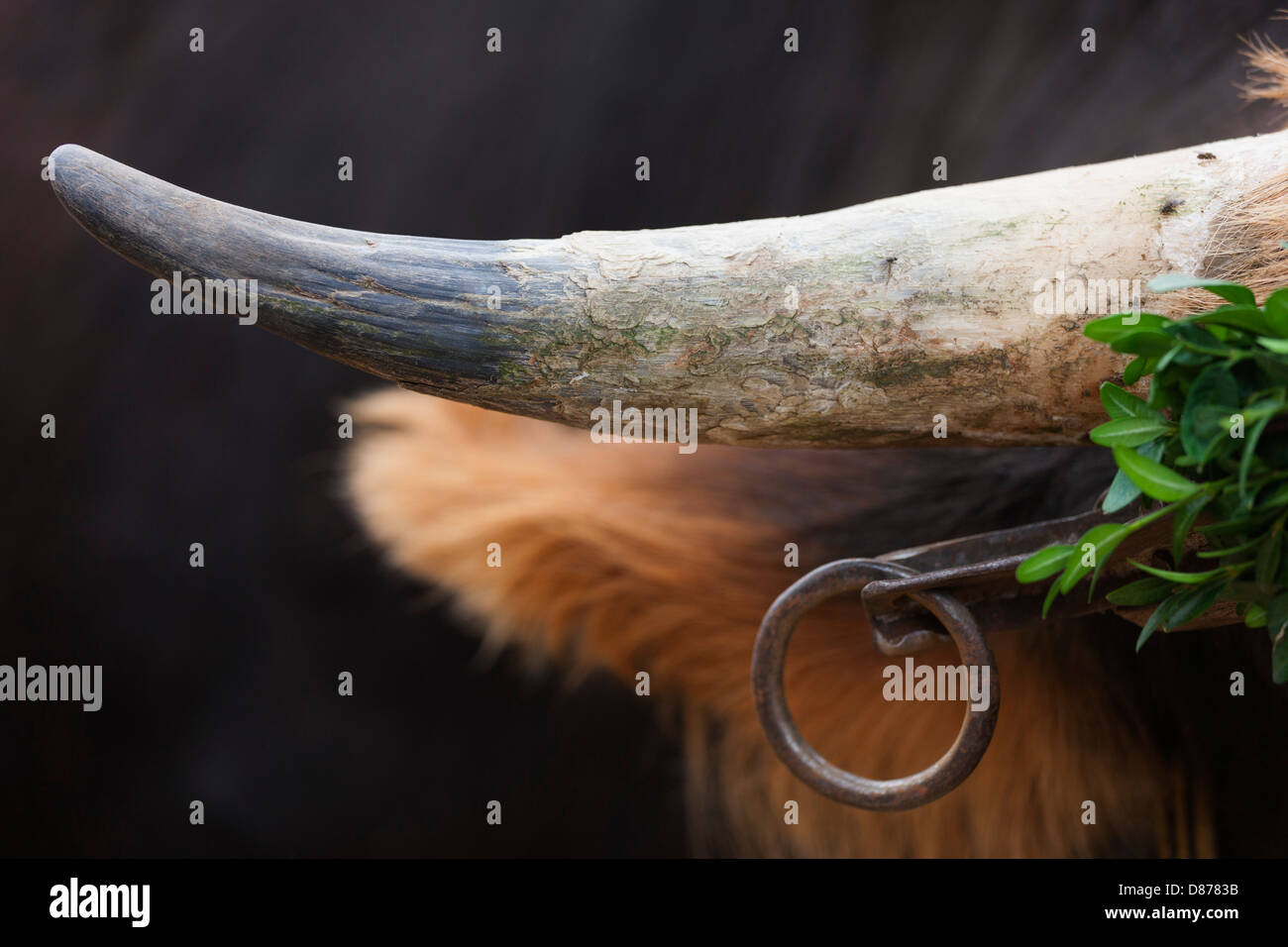 Germany, Horn of cow, close up Stock Photo - Alamy