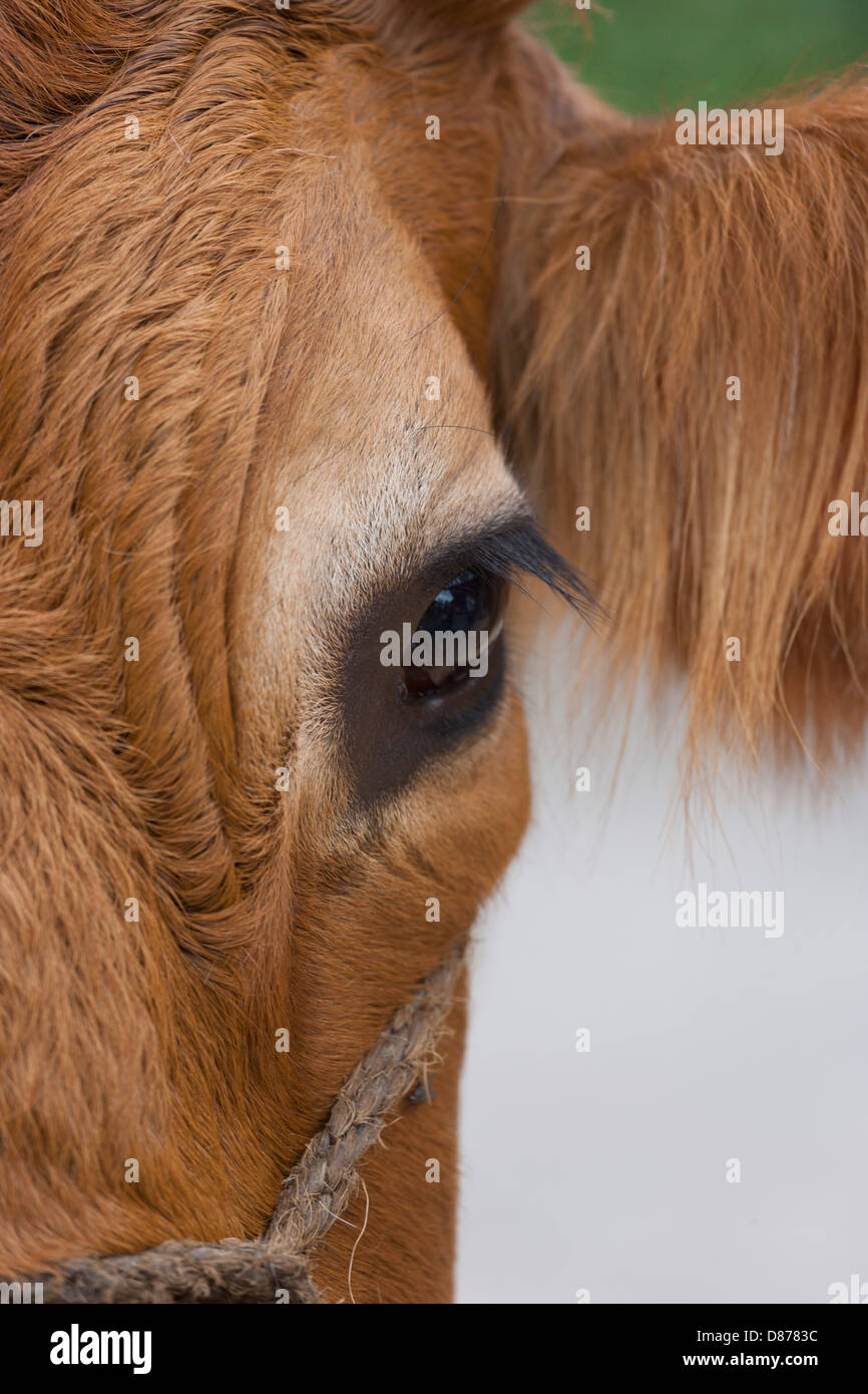 Germany, Eye of cow, close up Stock Photo - Alamy