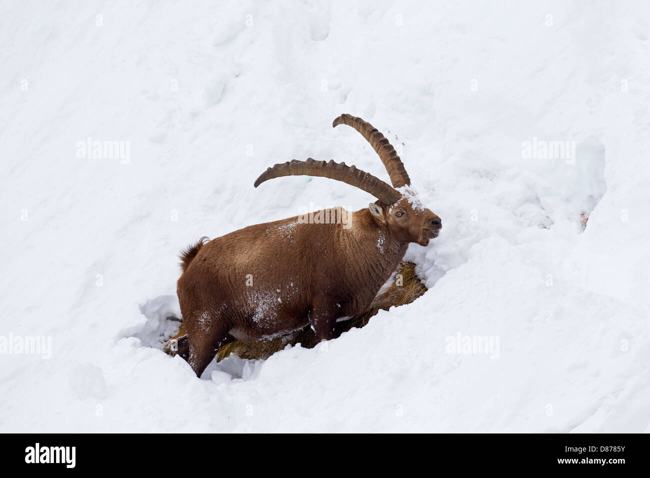 Alpine ibex capra ibex bucks hi-res stock photography and images - Alamy