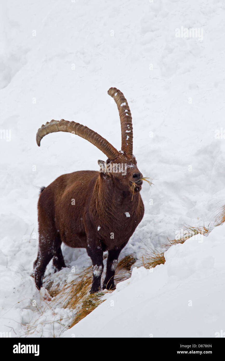 Mountain goat eating on vegetation hi-res stock photography and images ...