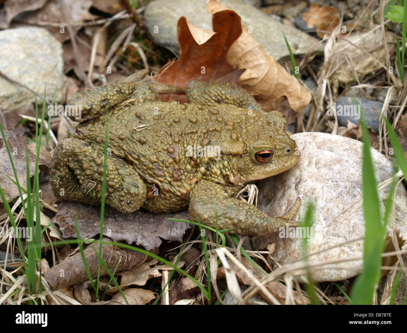 Common toad, European toad / Bufo bufo-Komplex / Erdkröte Stock Photo - Alamy