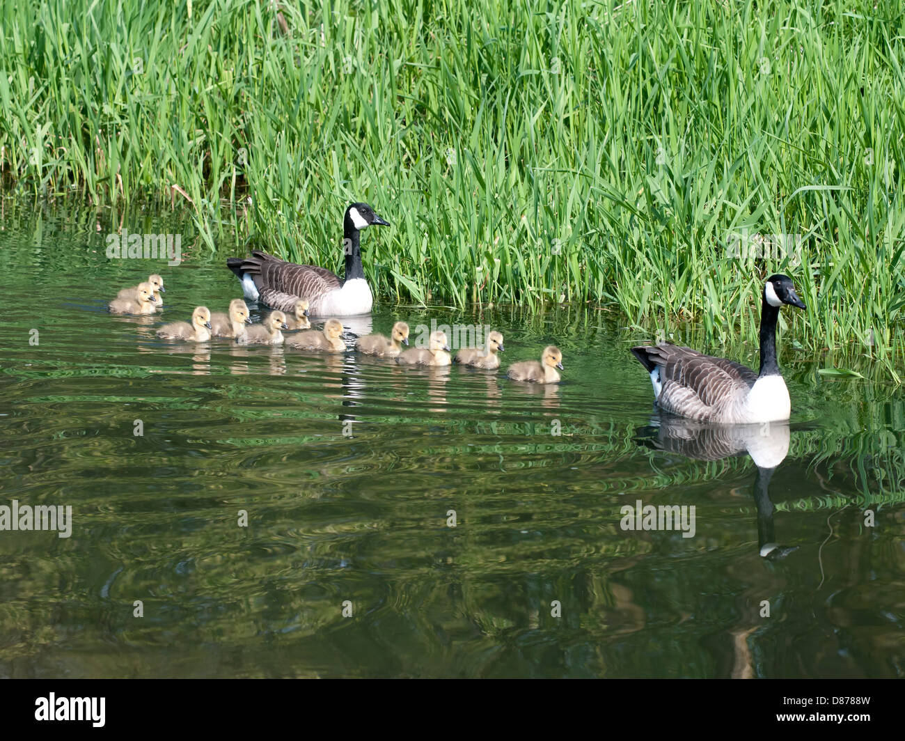 Adult Canada geese with their young Stock Photo - Alamy