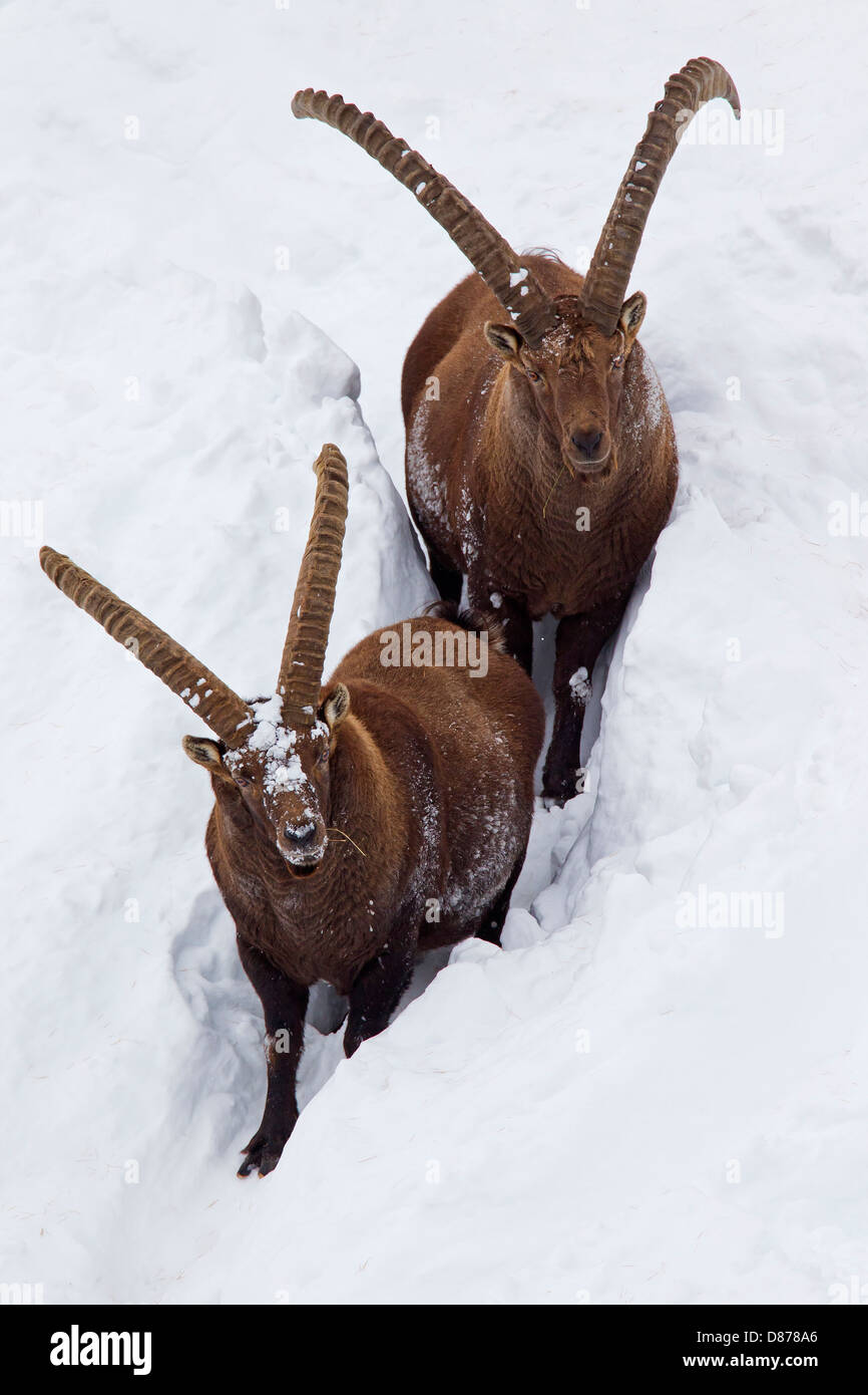 Two Alpine ibex (Capra ibex) males with large horns slogging through ...