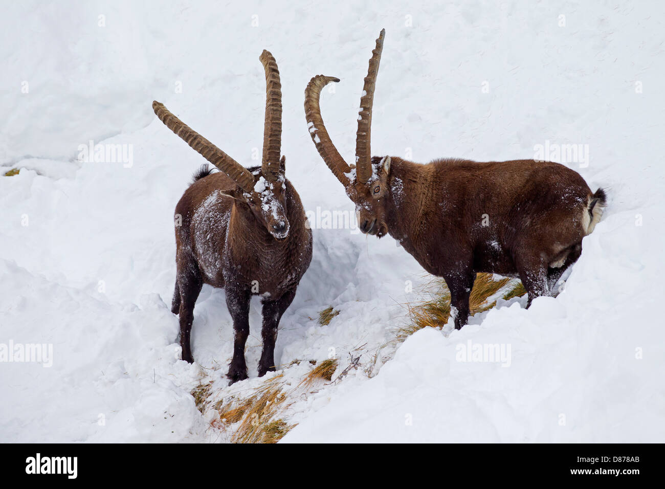 Two Alpine ibex (Capra ibex) males with large horns foraging on ...
