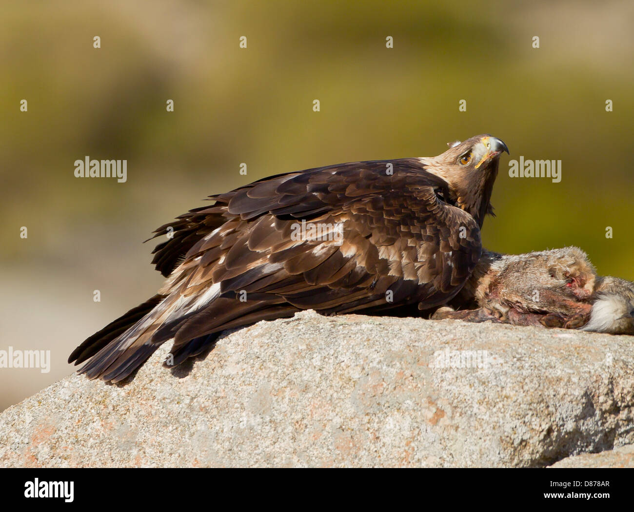 Golden Eagle Aquila chrysaetos shielding its prey a red fox from ...