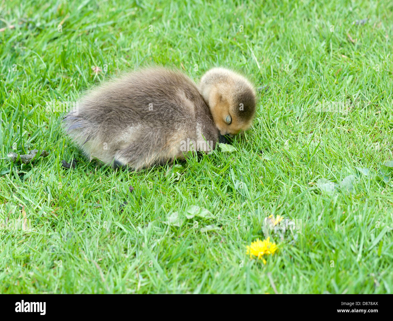 A tired young Canada Goose ( Branta canadensis Stock Photo - Alamy