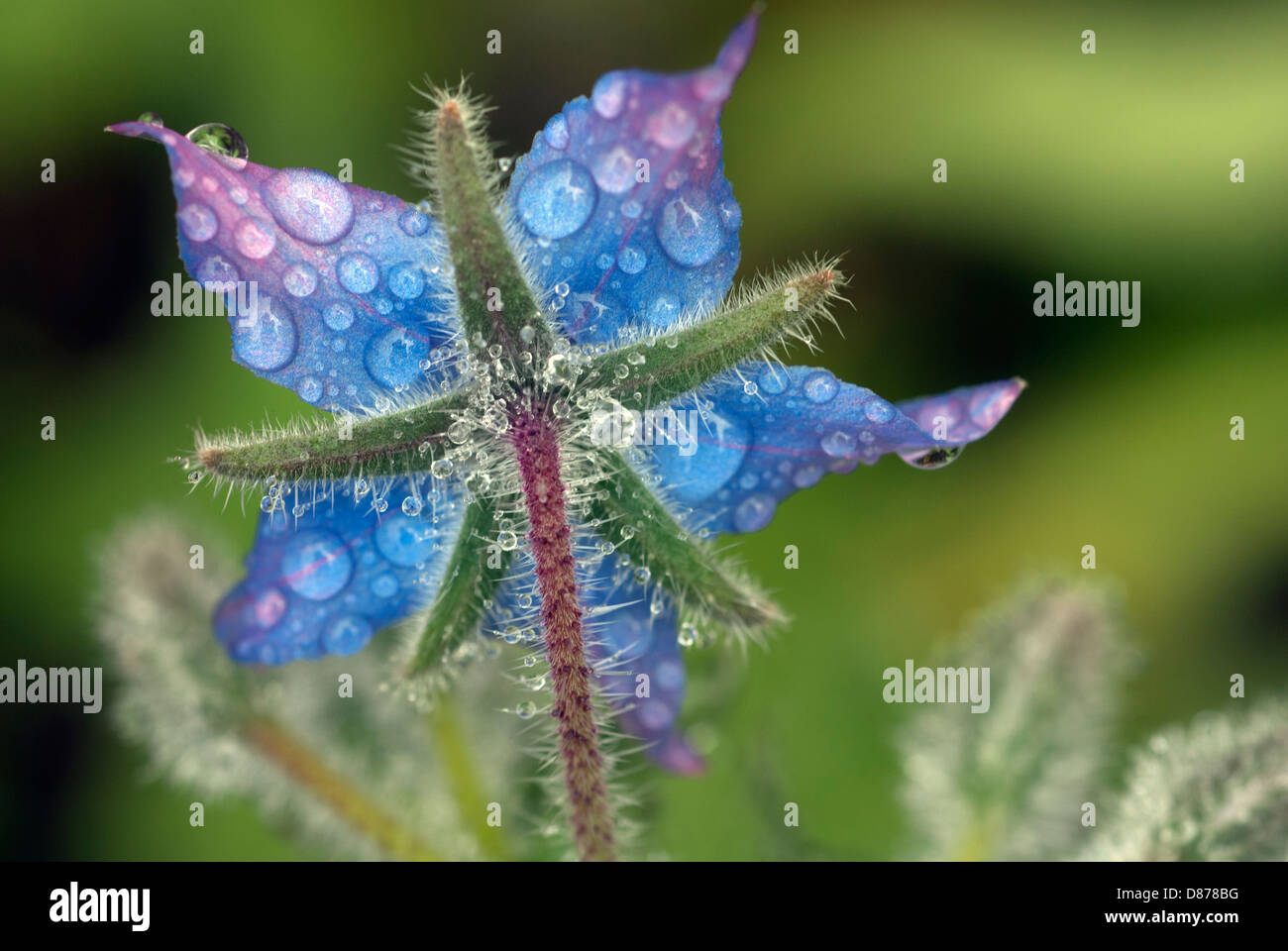 Borage flower hi-res stock photography and images - Alamy