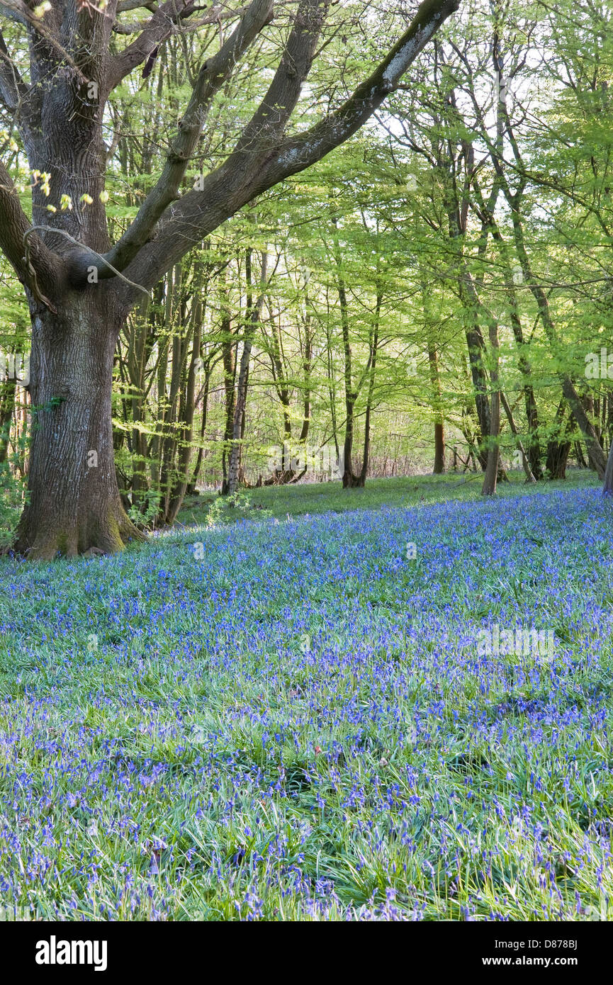 Beautiful fresh colorful Spring image of bluebell flower wood Stock ...