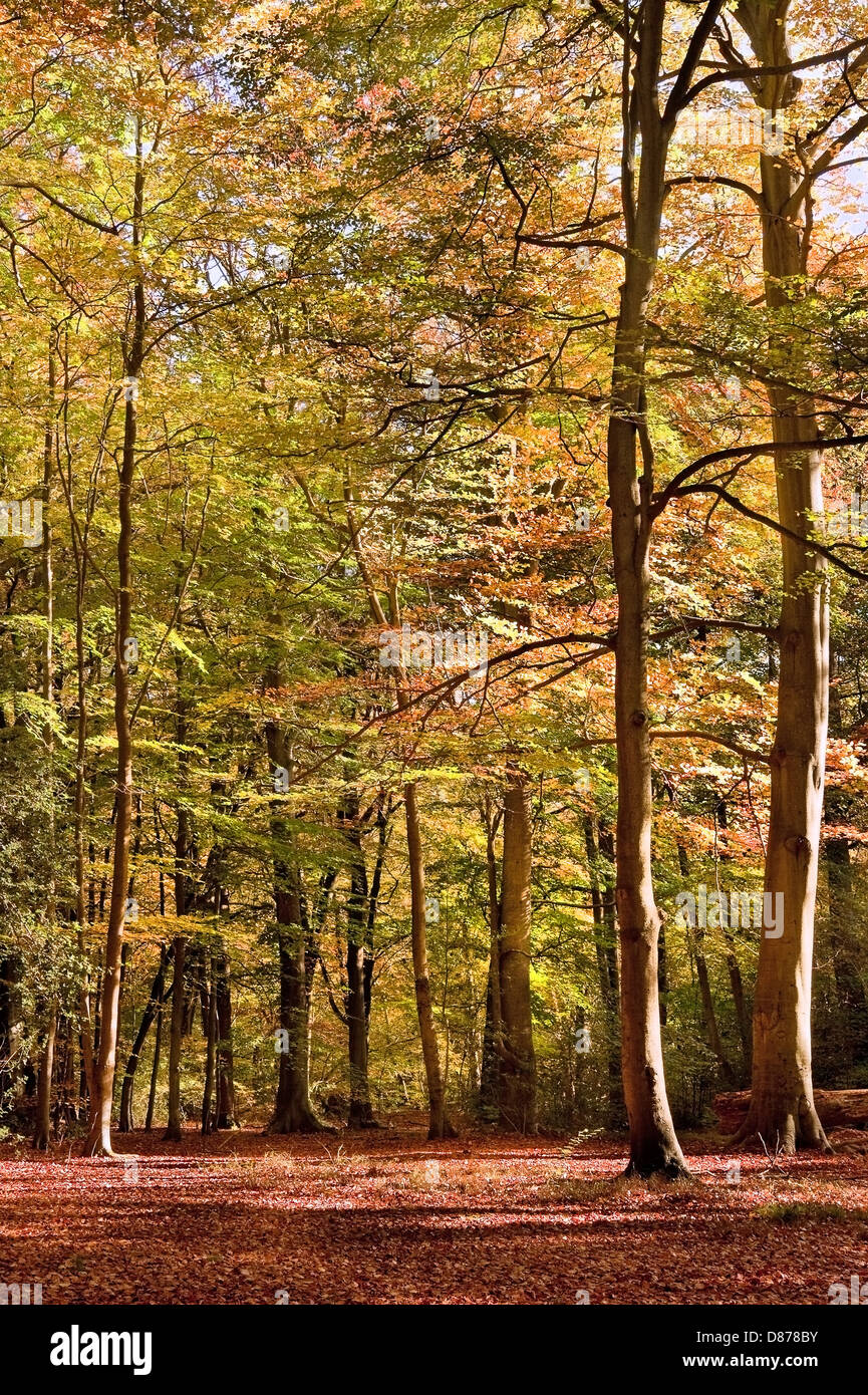 Contrasting woods hi-res stock photography and images - Alamy