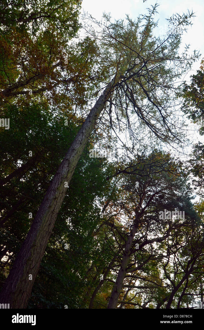 Scots Pine tree Stock Photo - Alamy