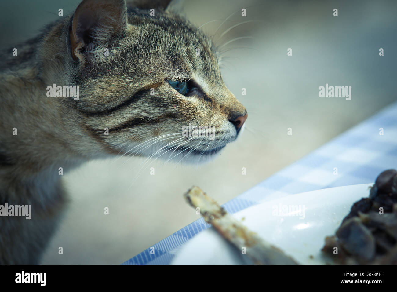 Hungry stray cat Stock Photo - Alamy