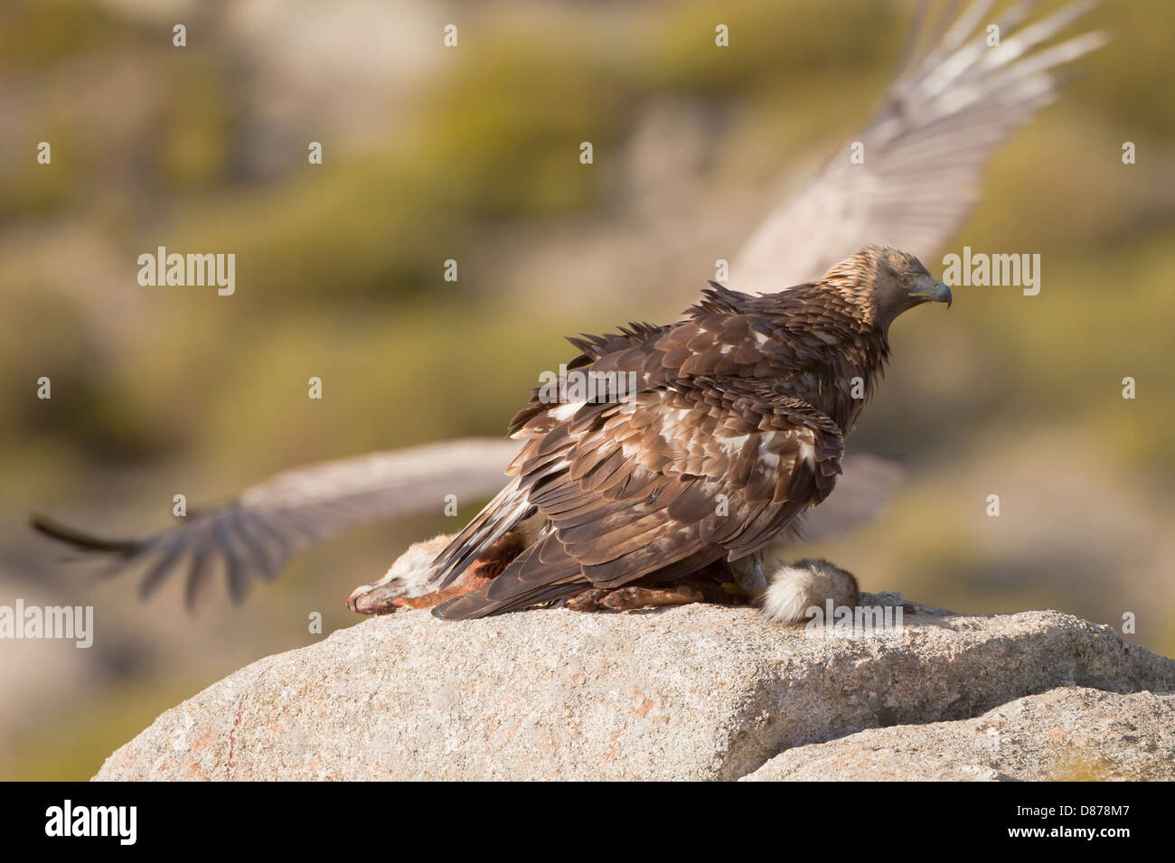 Golden Eagle Aquila chrysaetos being mobbed by griffon vulture whilst ...