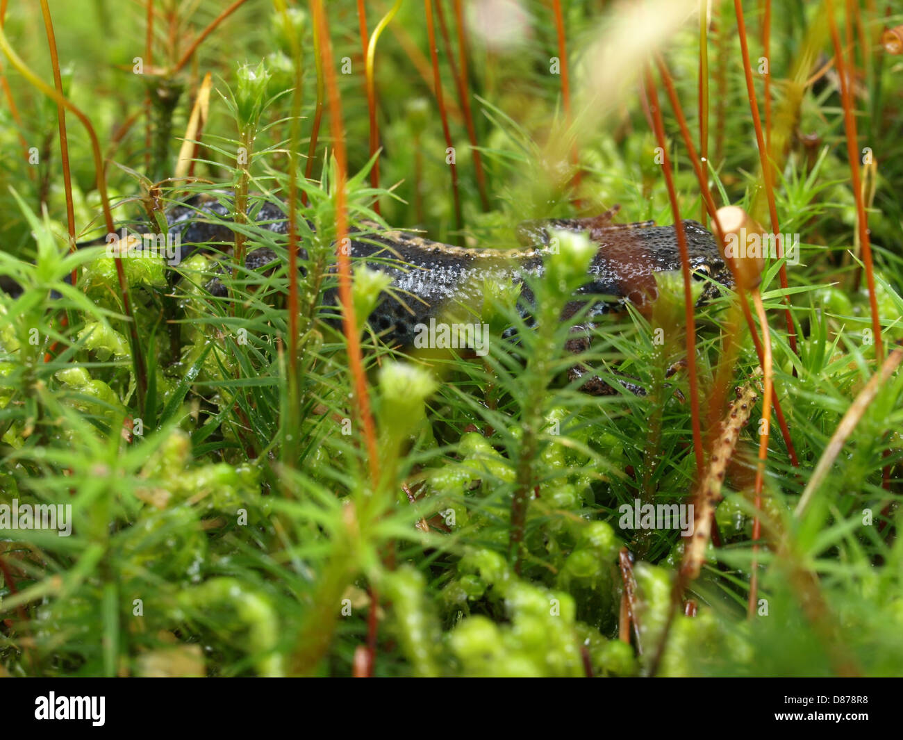 alpine newt / Ichthyosaura alpestris / Bergmolch Stock Photo - Alamy