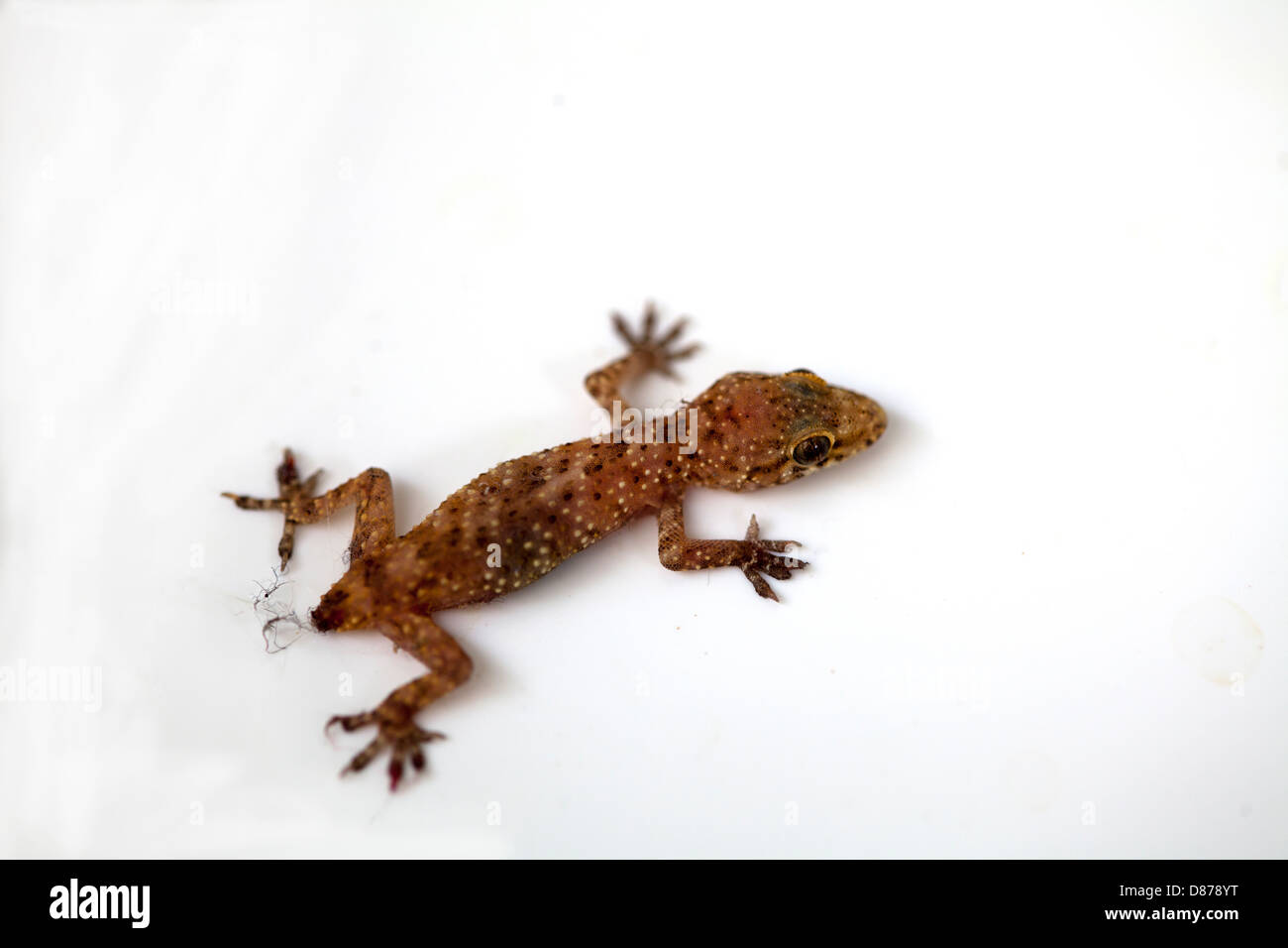 Baby lizard hi-res stock photography and images - Alamy