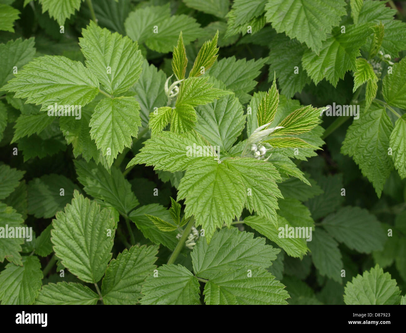 raspberry bush / Rubus idaeus / Himmbeerstrauch Stock Photo - Alamy