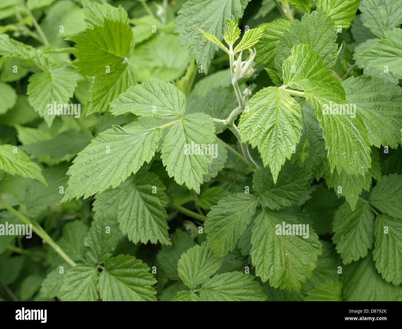 raspberry bush / Rubus idaeus / Himmbeerstrauch Stock Photo - Alamy