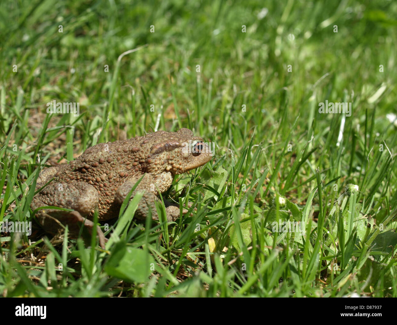 Common toad, European toad / Bufo bufo-Komplex / Erdkröte Stock Photo - Alamy
