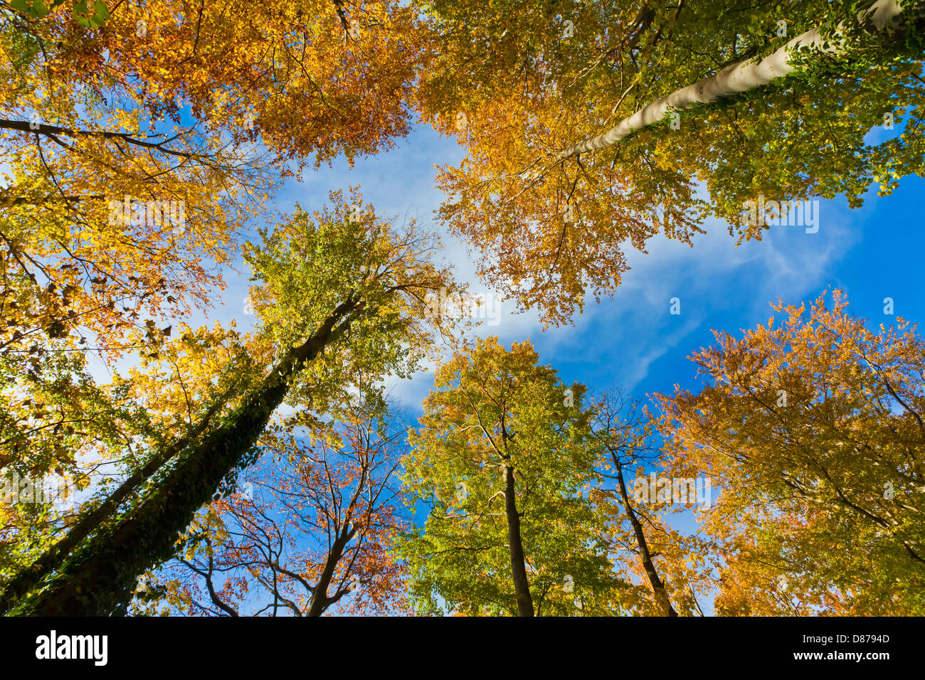 Germany, Baden Wuerttemberg, Deciduous trees against sky Stock Photo ...