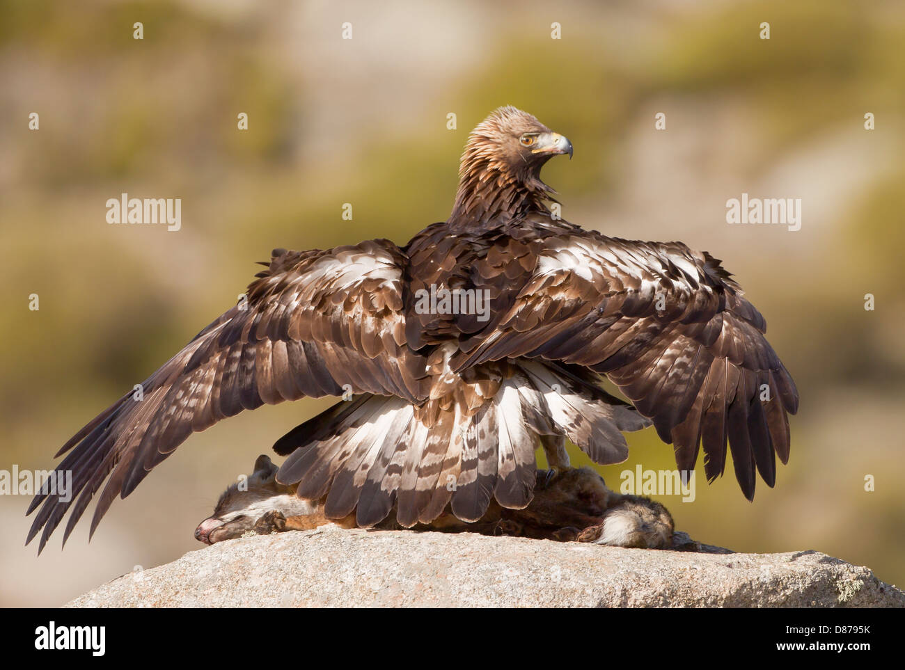 Golden Eagle Aquila chrysaetos shielding its prey a red fox from ...