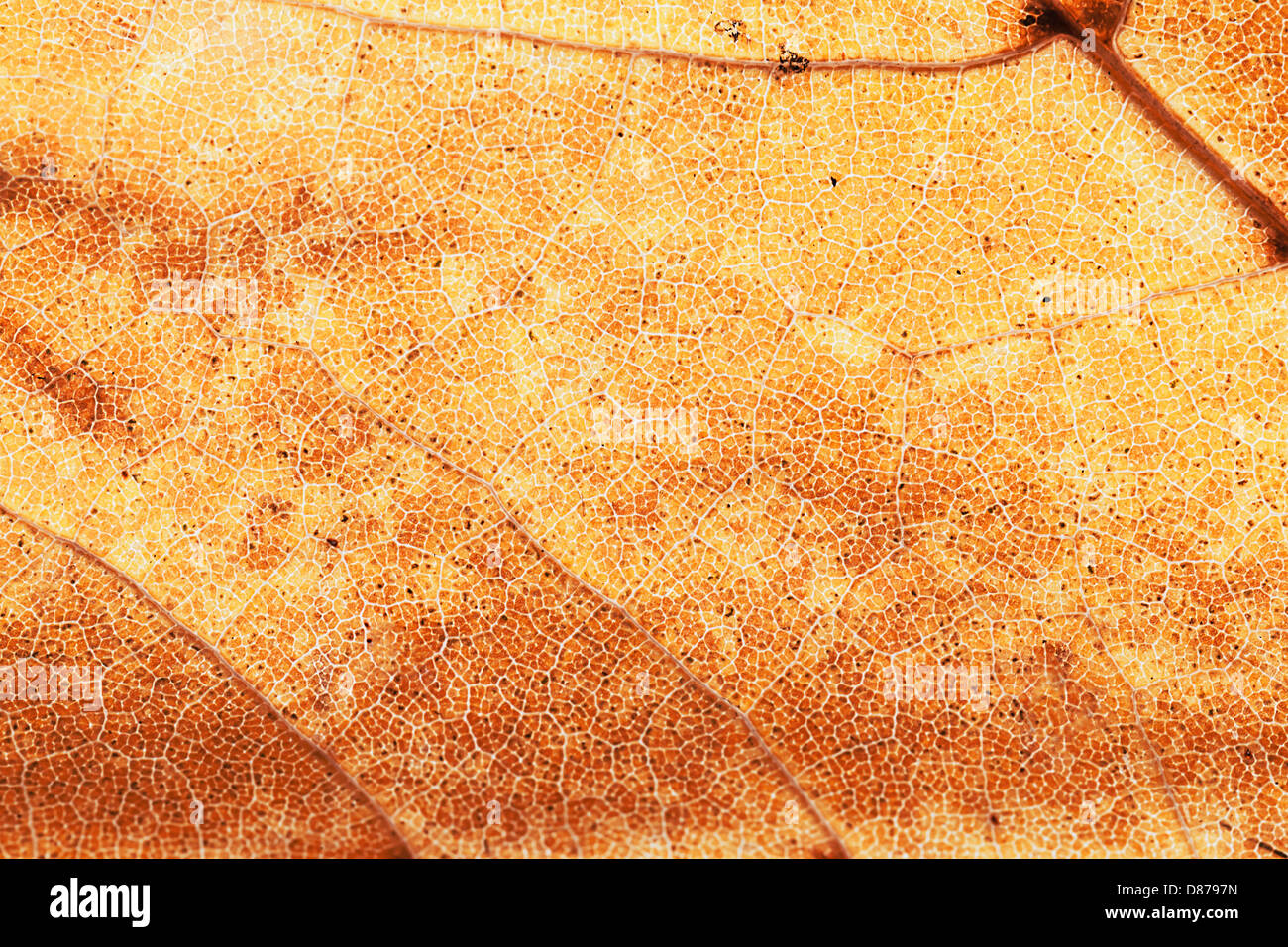 Leave close up detail hi-res stock photography and images - Alamy