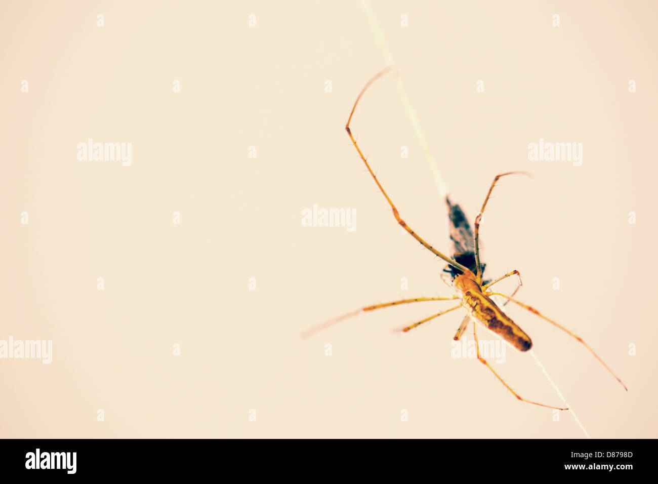 Austria, Close up of spider at Mondsee Stock Photo - Alamy