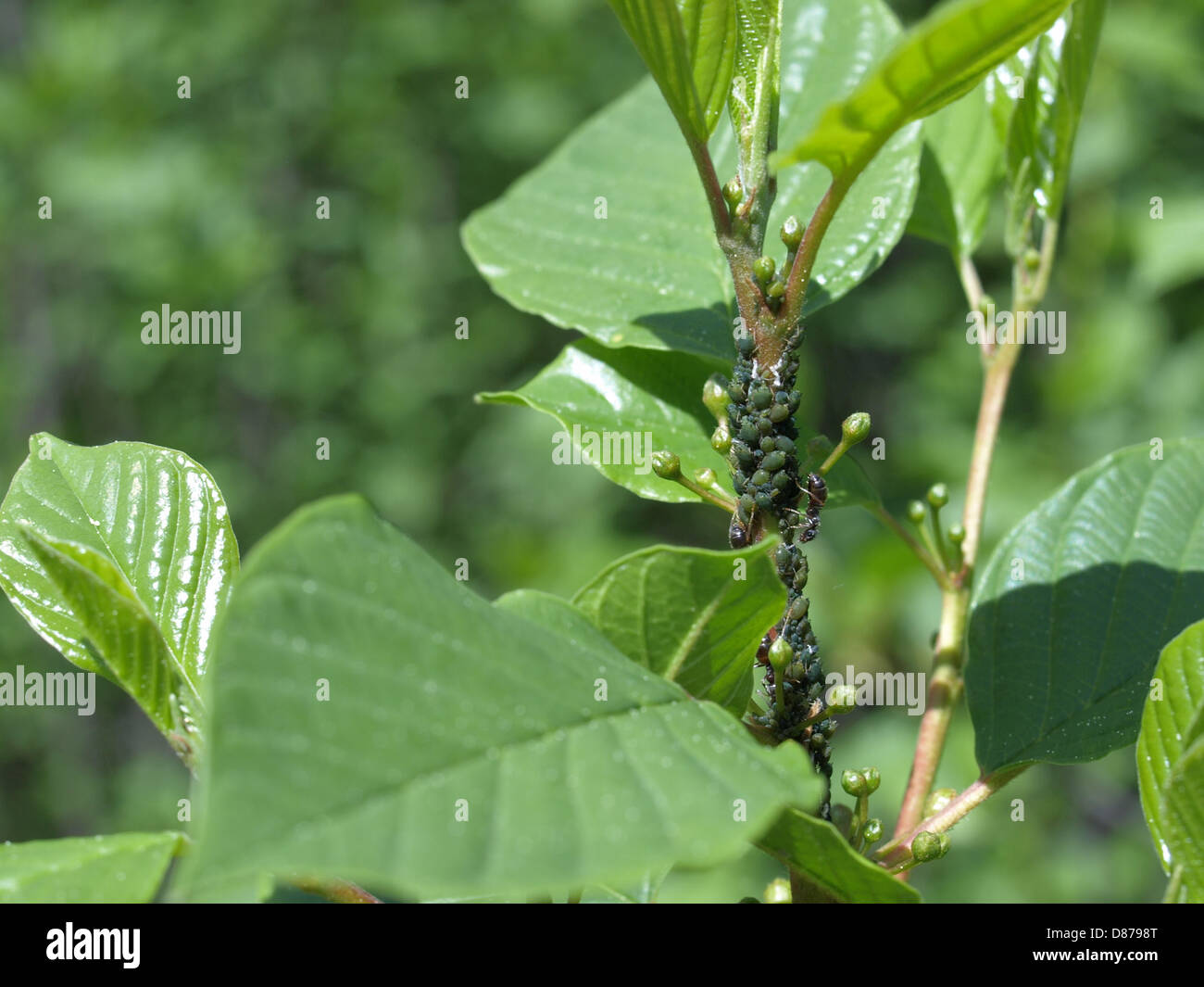 lice on a stem Stock Photo - Alamy